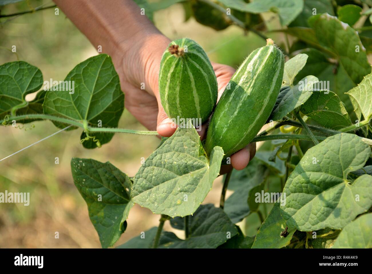 Eatables hi-res stock photography and images - Alamy