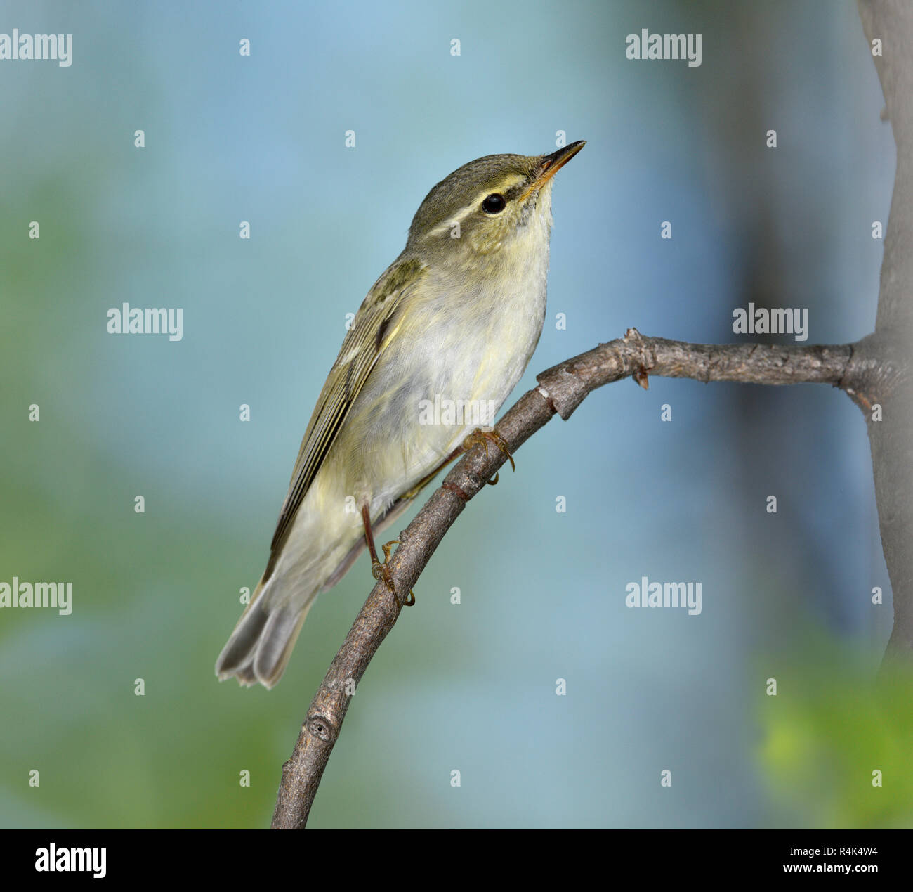 Arctic Warbler - Phylloscopus borealis Stock Photo - Alamy