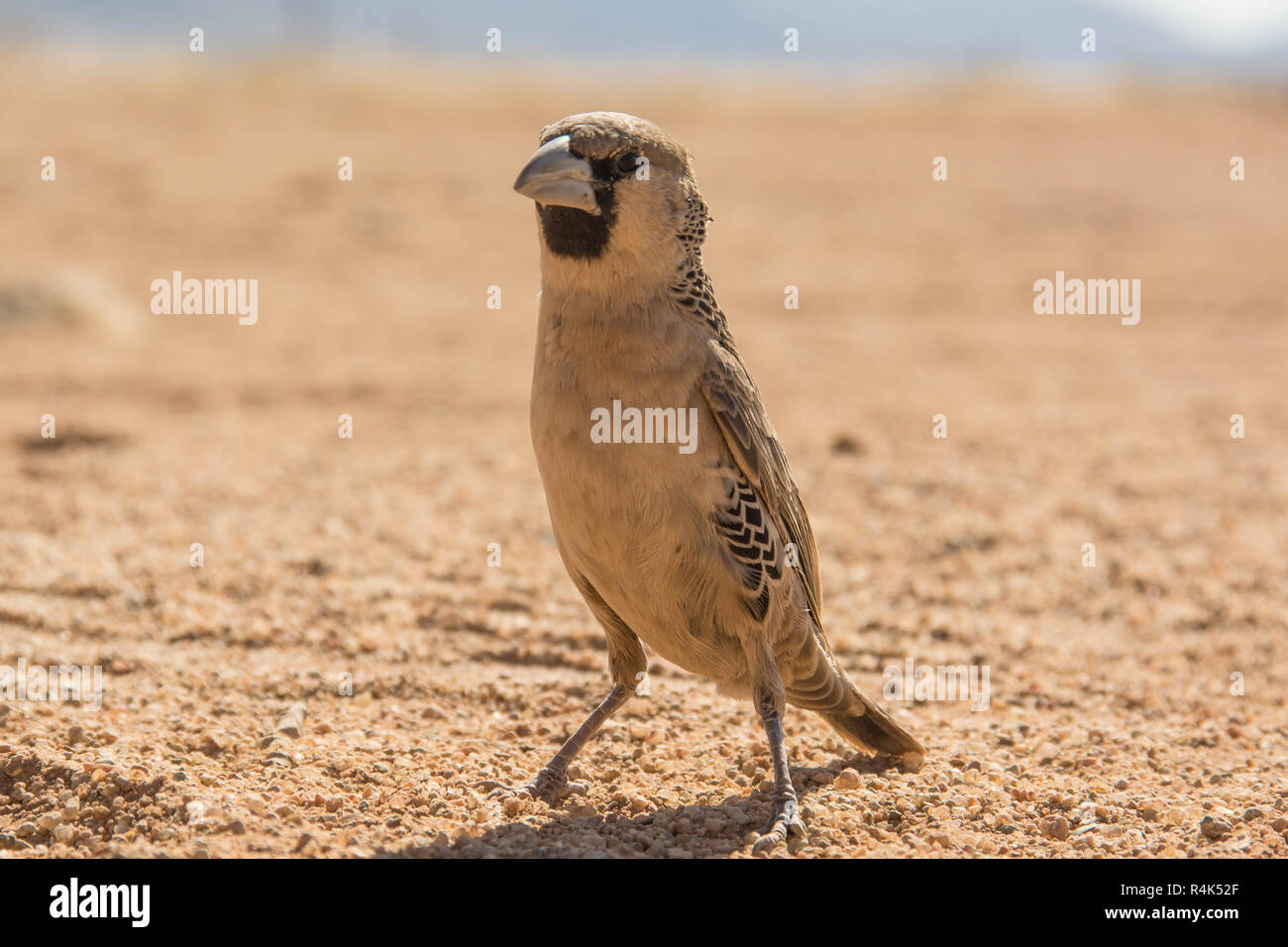 Sparrow bird walking on the ground Stock Photo - Alamy