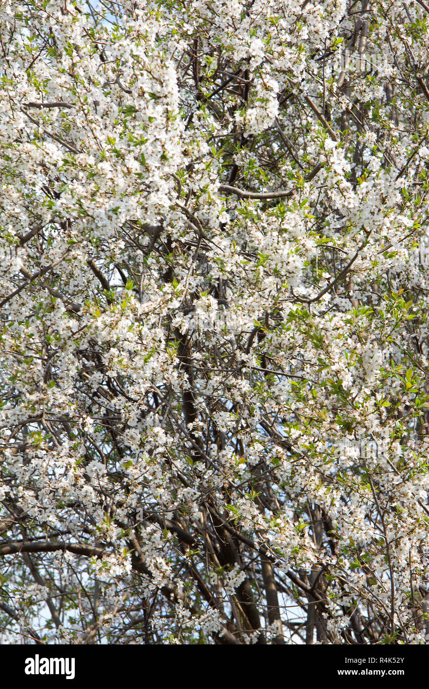 Ringlotte hi-res stock photography and images - Alamy