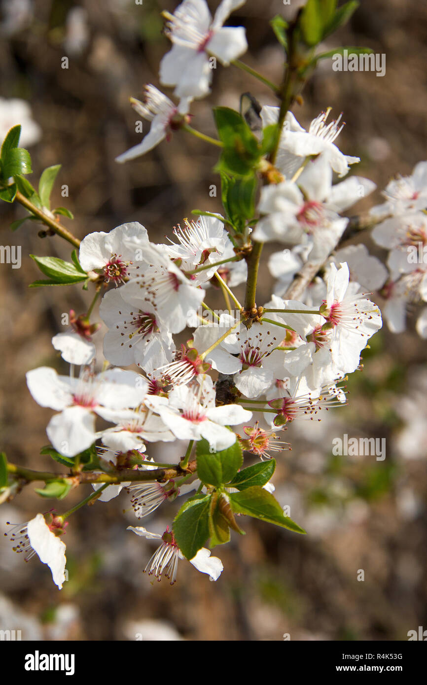 Ringlotte hi-res stock photography and images - Alamy