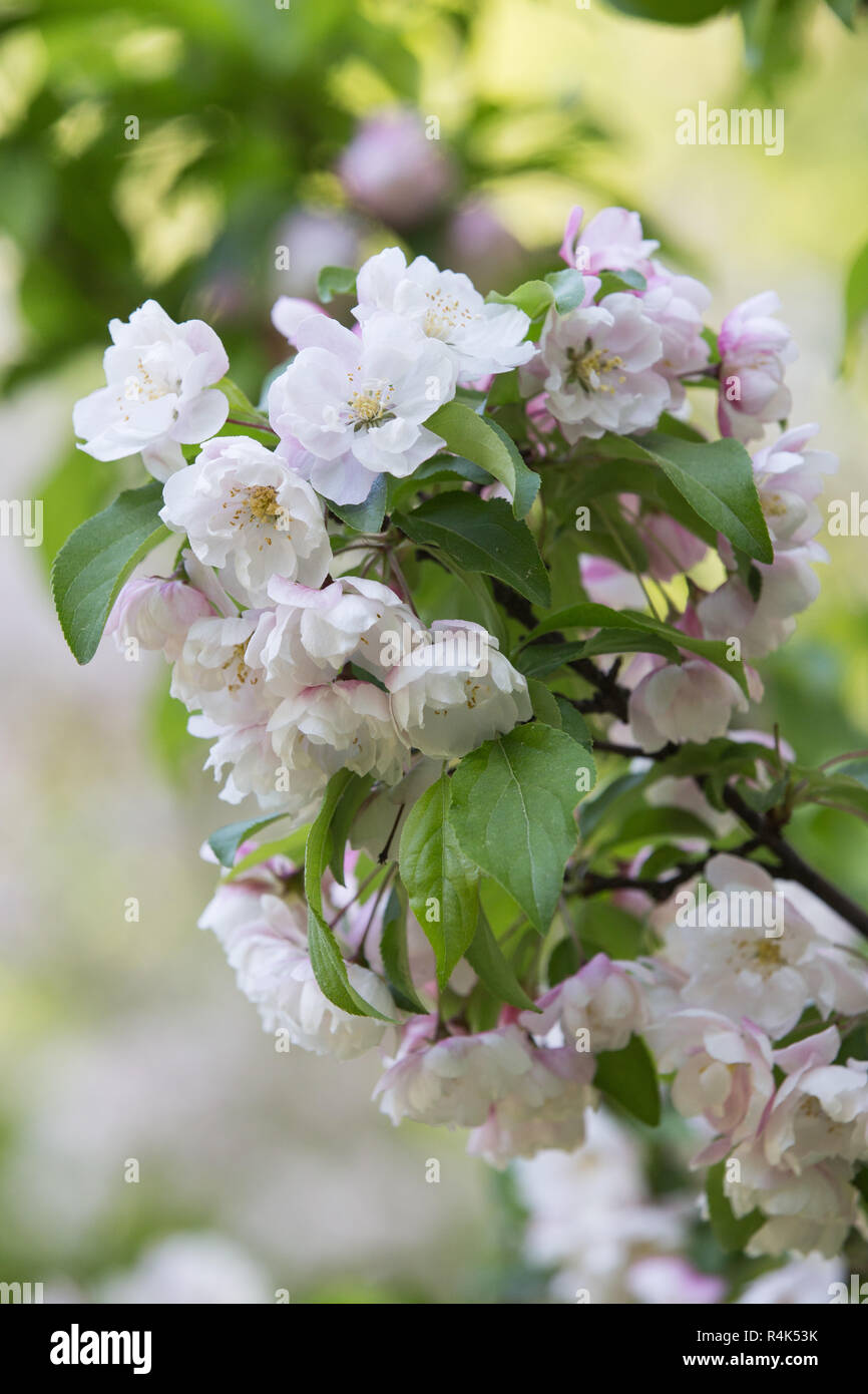 Flowering cherry tree Stock Photo - Alamy