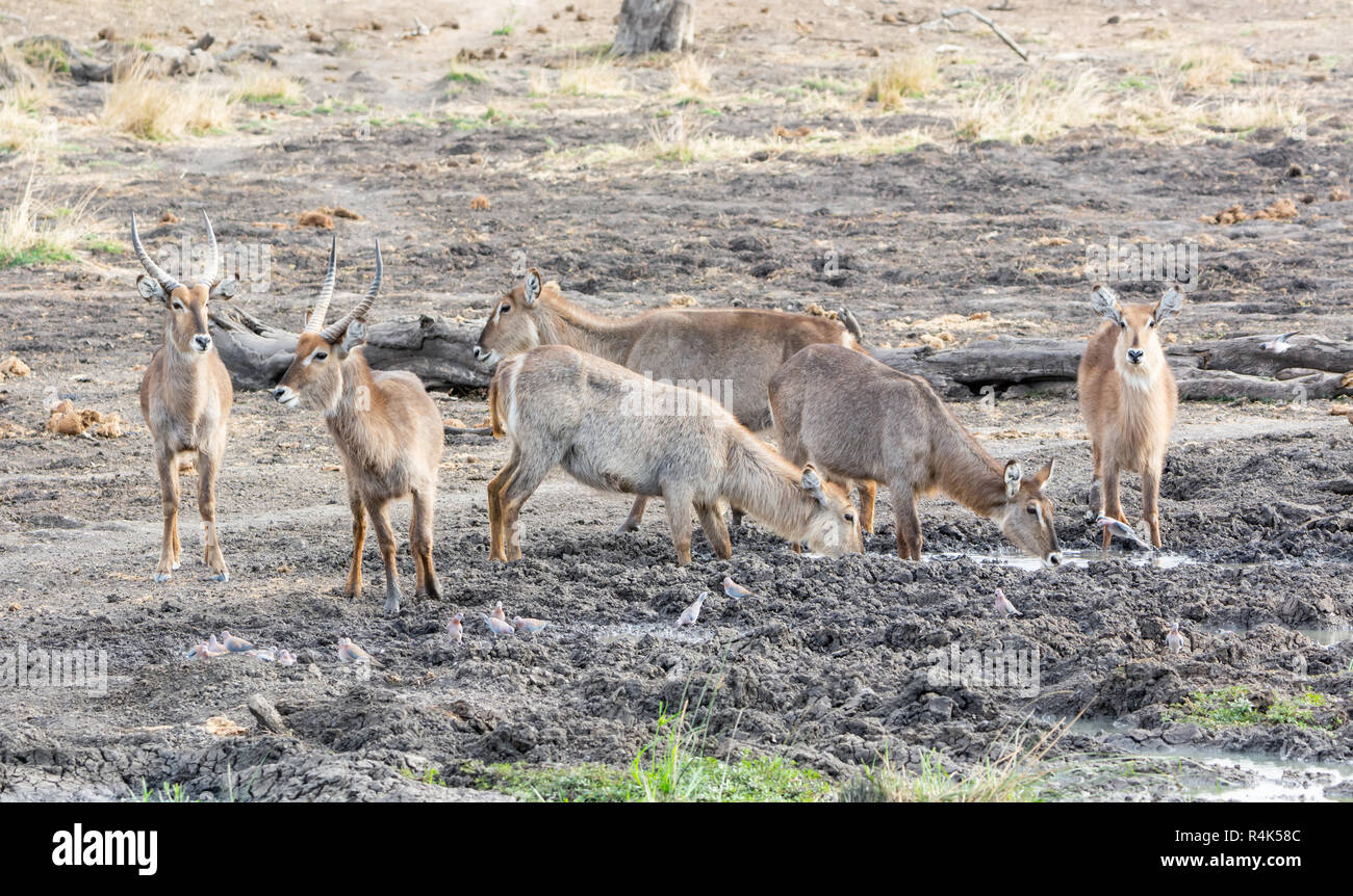 waterbuck antelope at a watering hole in Southern African savanna Stock ...