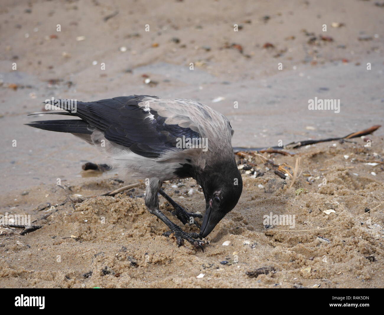 Hooded crow on sand hi-res stock photography and images - Alamy