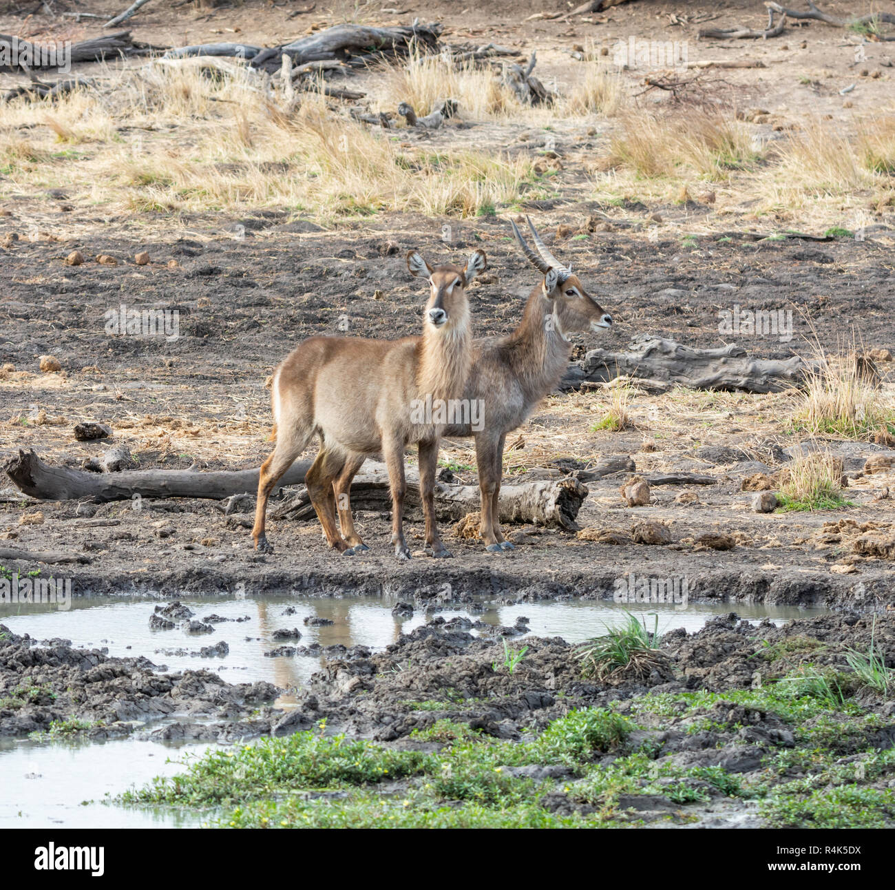 waterbuck antelope at a watering hole in Southern African savanna Stock ...