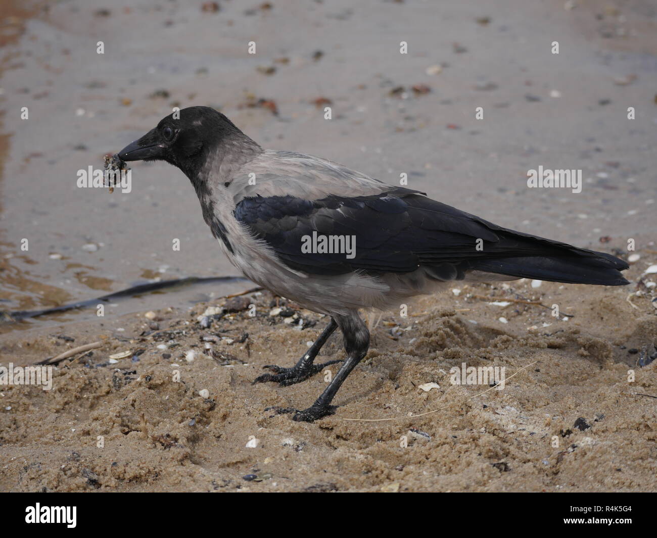 Hooded crow on sand hi-res stock photography and images - Alamy