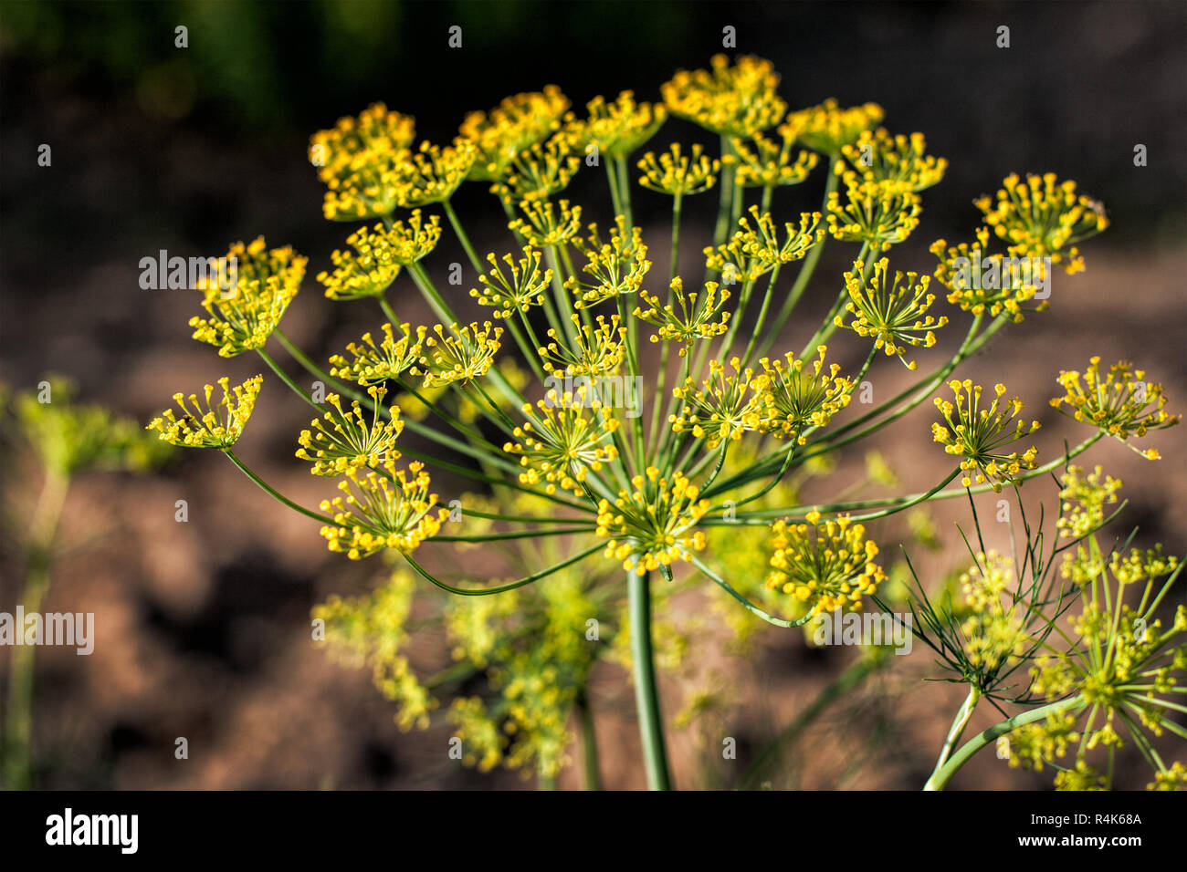 Big yellow dill flower Stock Photo - Alamy