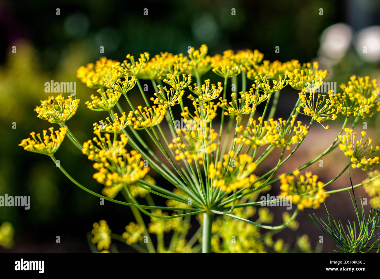 Big yellow dill flower Stock Photo - Alamy