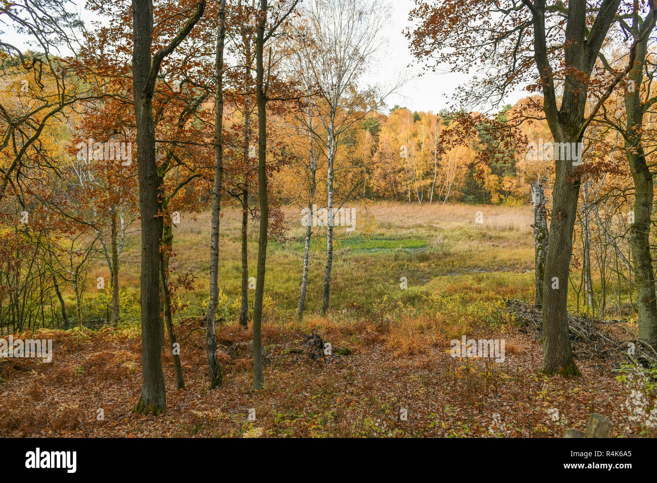 Bad luck lake, Grunewald, Berlin, Germany, Pechsee, Deutschland Stock ...