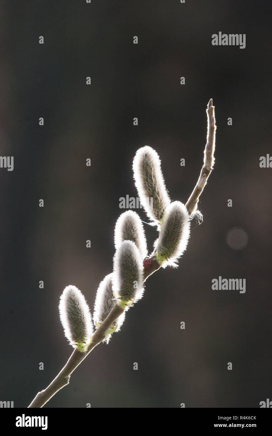 Downy willow hi-res stock photography and images - Alamy