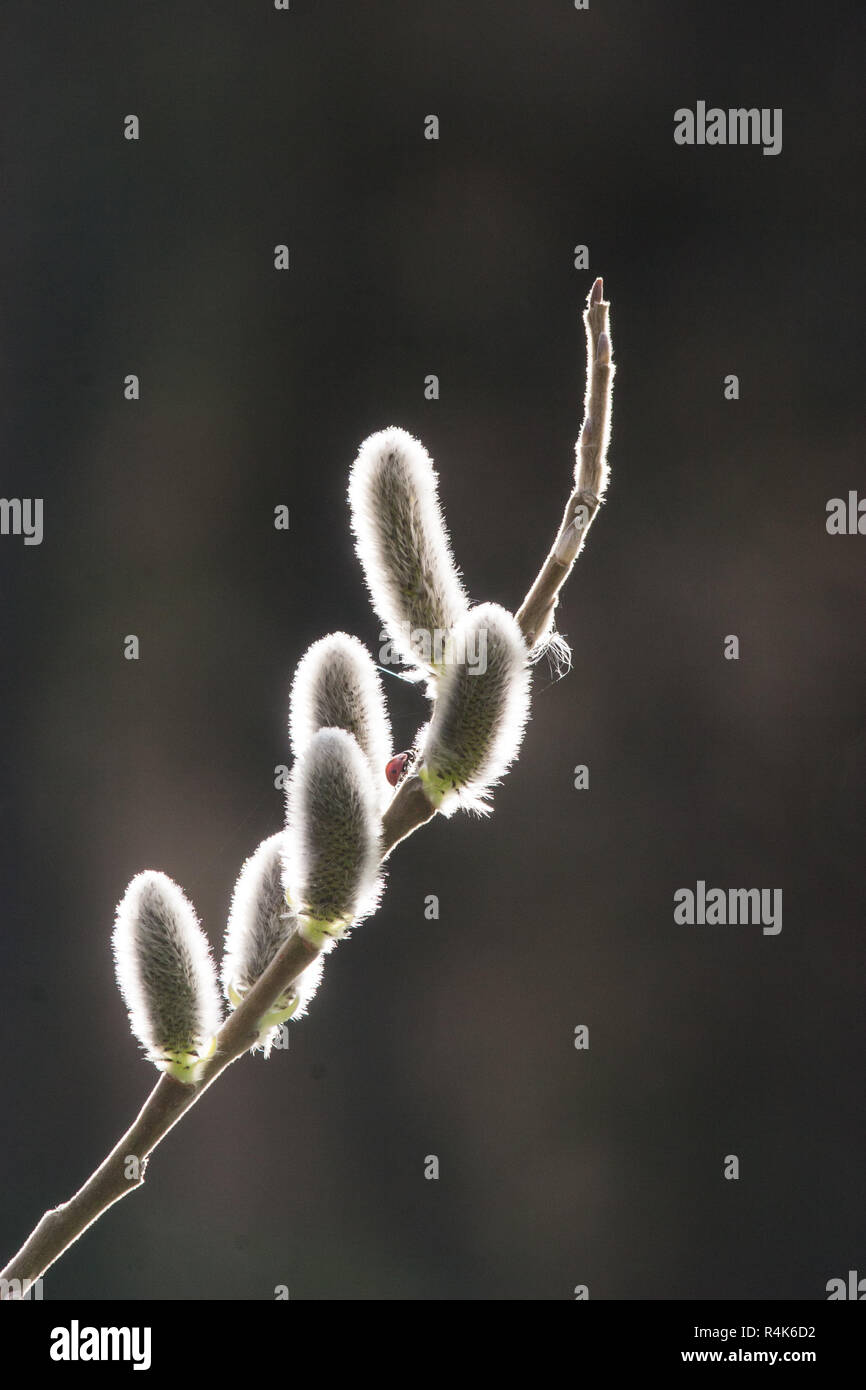 Salix buds hi-res stock photography and images - Alamy