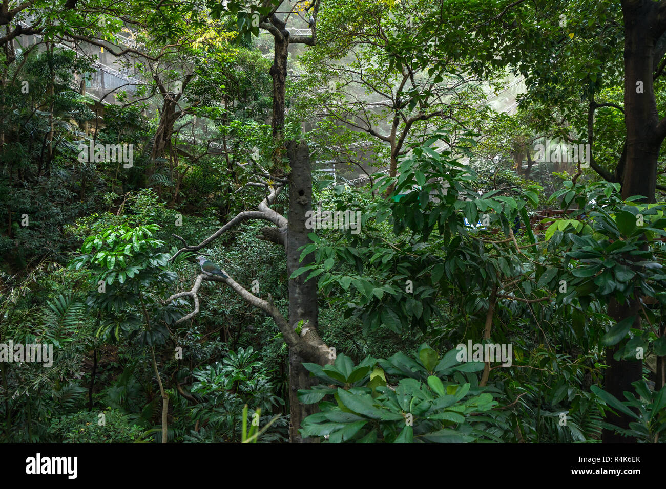 Edward Youde Aviary at the Hong Kong Park features a collection exotic ...