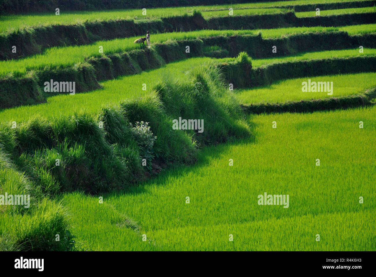 Agriculture orissa india hi-res stock photography and images - Alamy