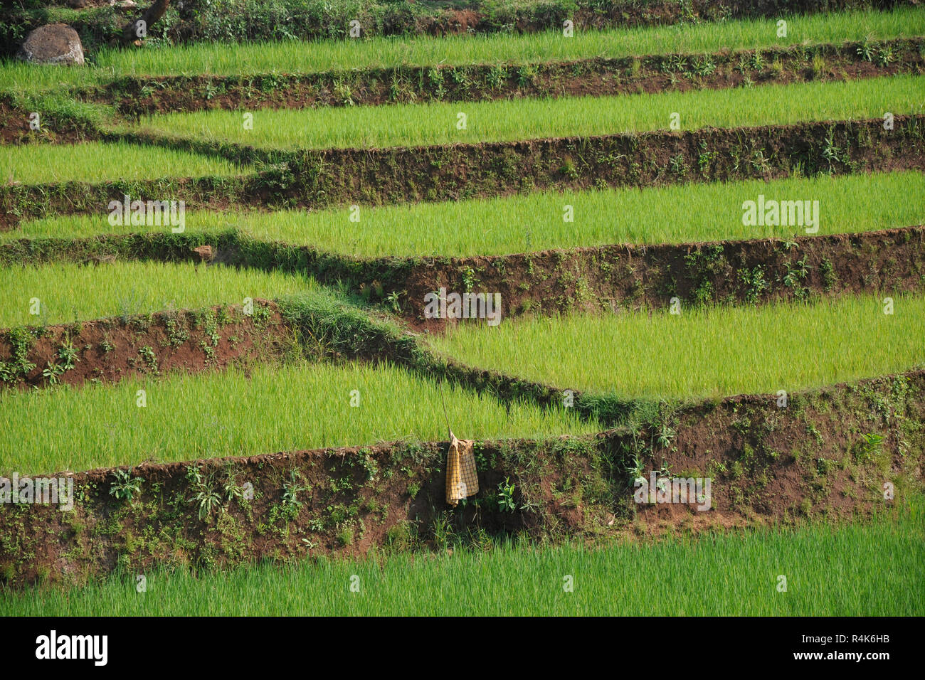 Agriculture orissa india hi-res stock photography and images - Alamy