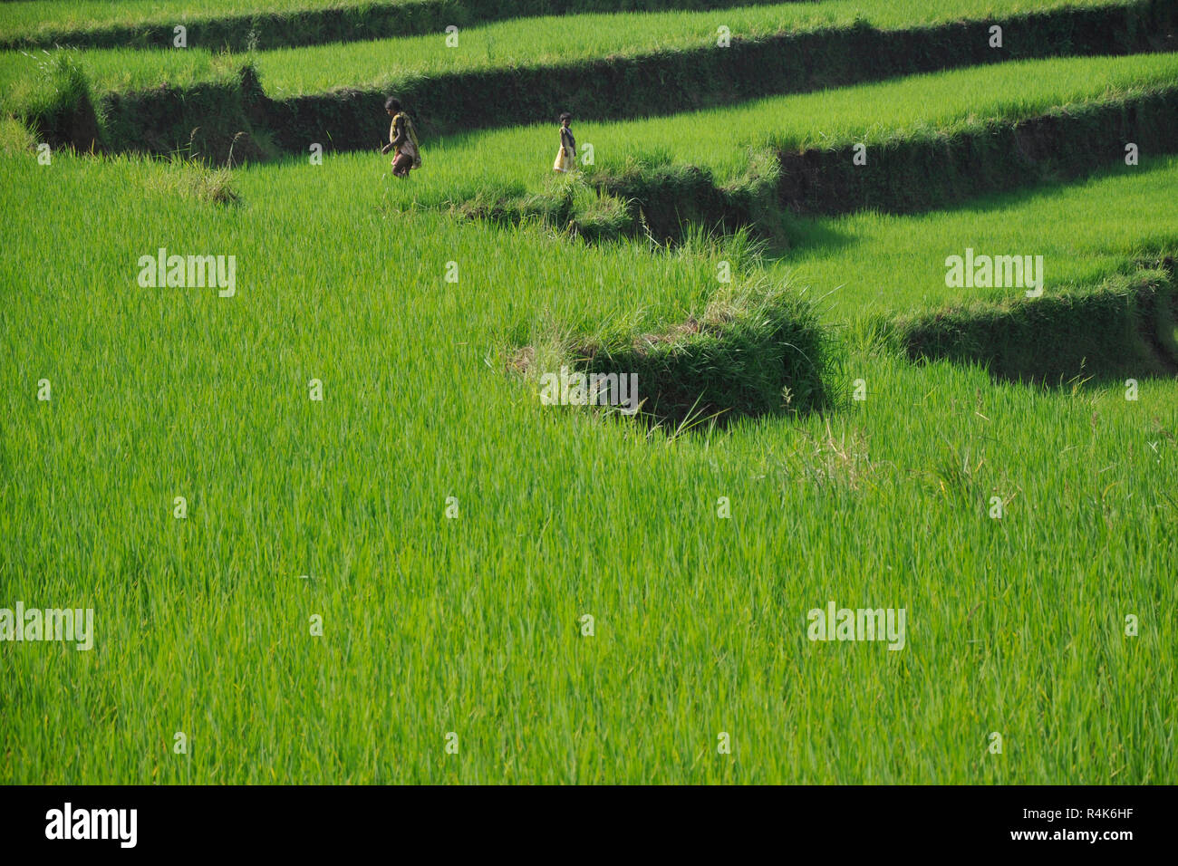 Agriculture orissa india hi-res stock photography and images - Alamy