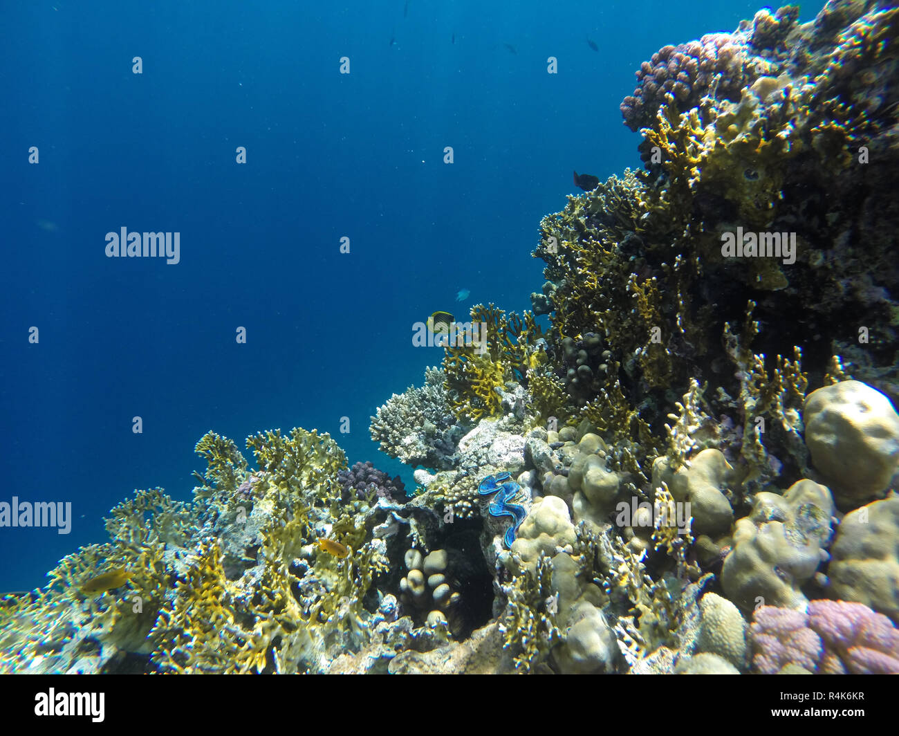 Cuba's Coral Reef Stock Photo - Alamy