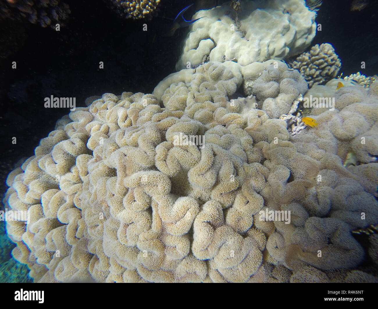 Sea sponges hi-res stock photography and images - Alamy