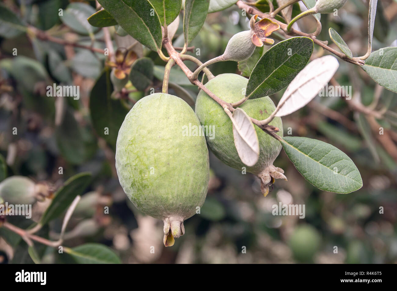 Feijoa fresh fruit on tree growing. Acca sellowiana. Tropical fruit ...
