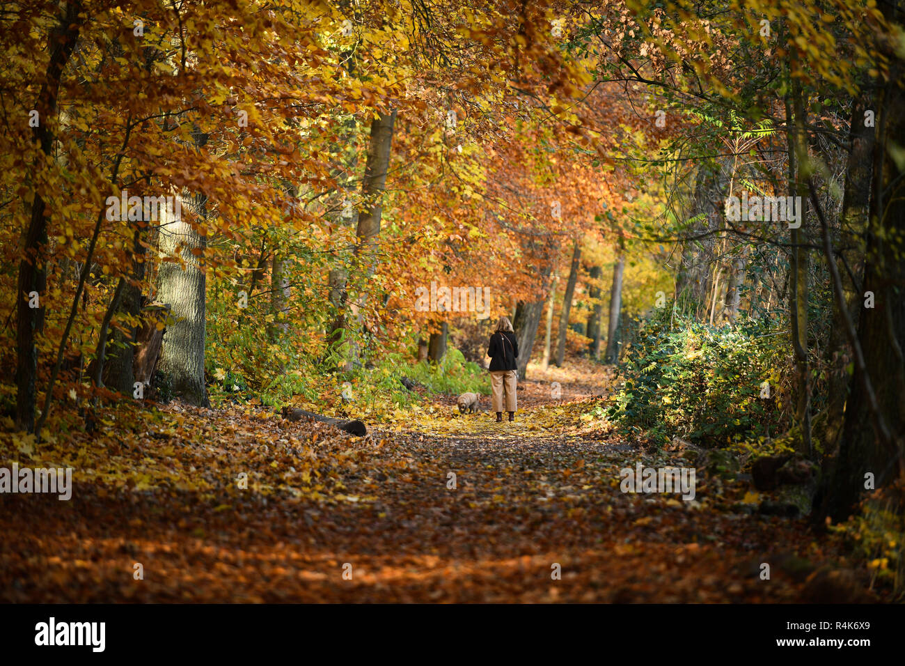 Autumnal wood, Grunewald, Berlin, Germany, Herbstlicher Wald ...