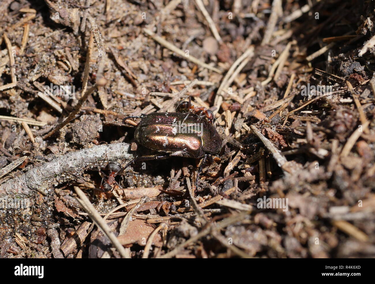 Ant pulling hi-res stock photography and images - Alamy