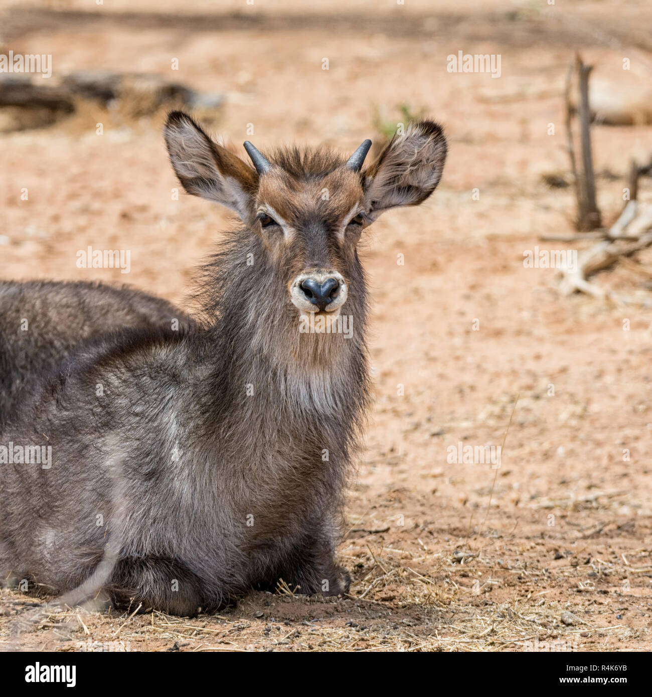 A Juvenile Waterbuck in Namibian savanna Stock Photo - Alamy
