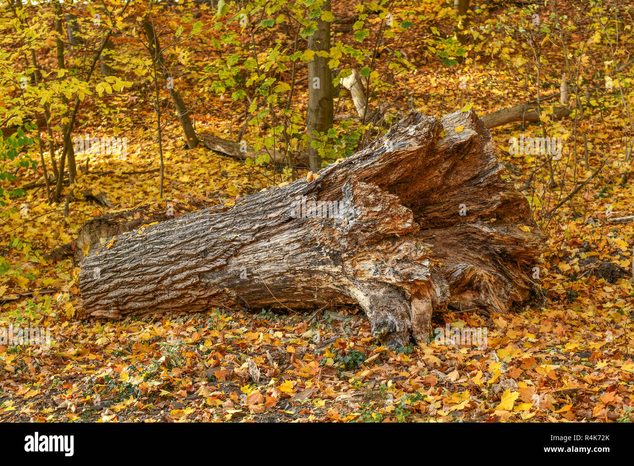 Tree stump, autumnal wood, Grunewald, Berlin, Germany, Baumstumpf ...