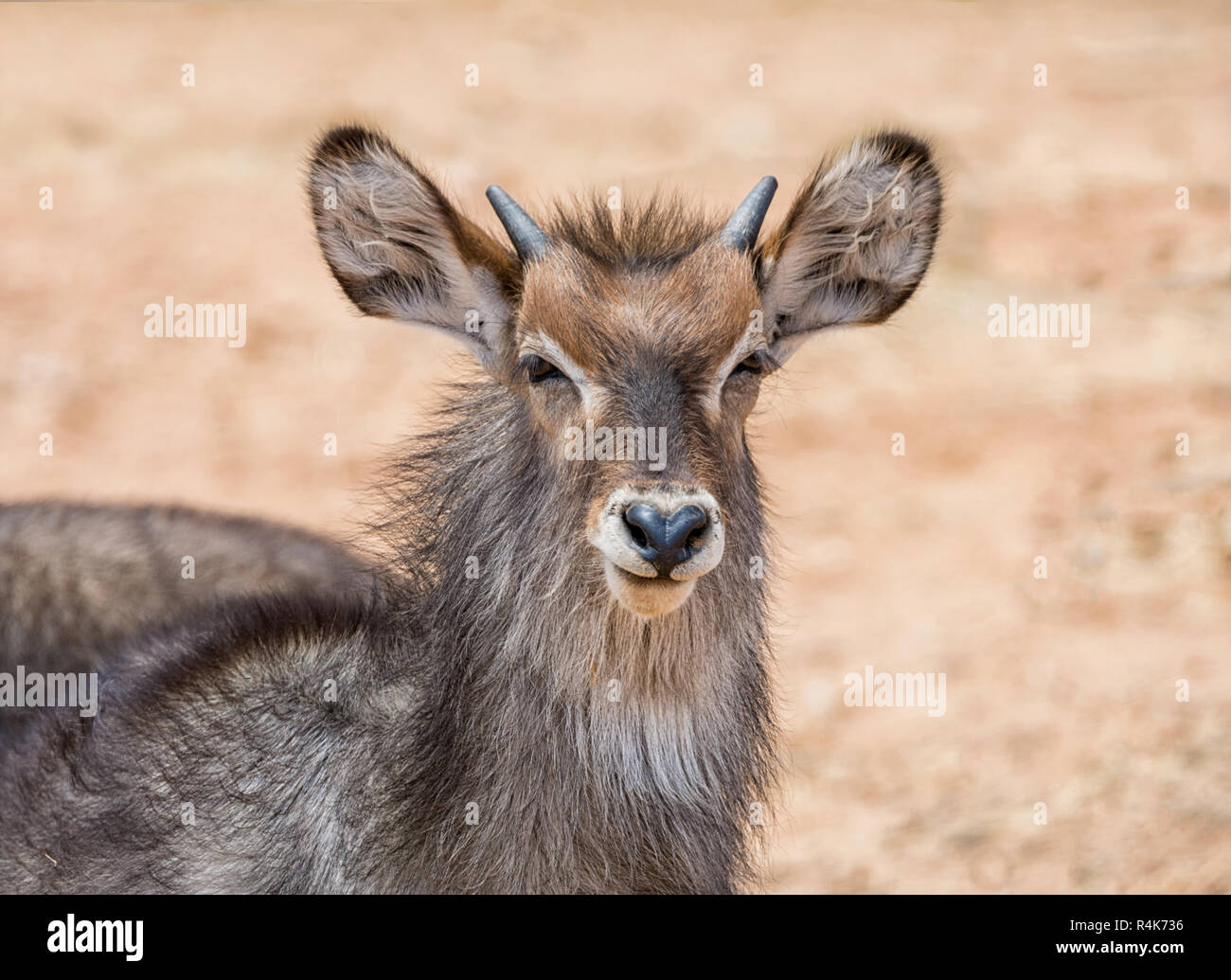 A Juvenile Waterbuck in Namibian savanna Stock Photo - Alamy