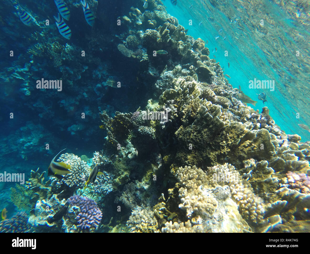 underwater odyssey, diver,corral,fish,fishing Stock Photo - Alamy