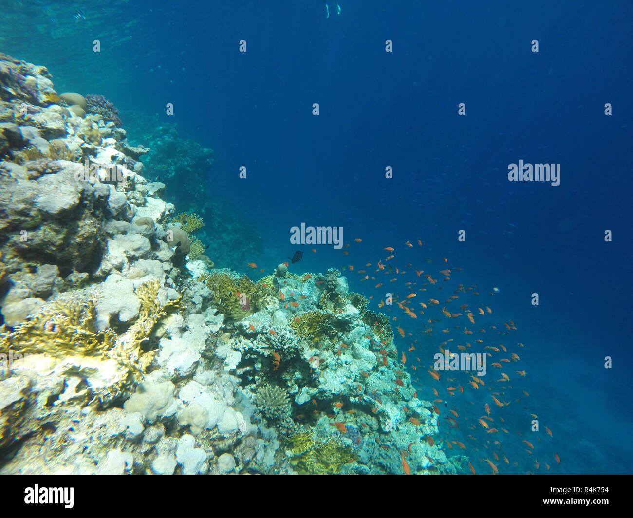 Deep sea fishing trips hi-res stock photography and images - Alamy