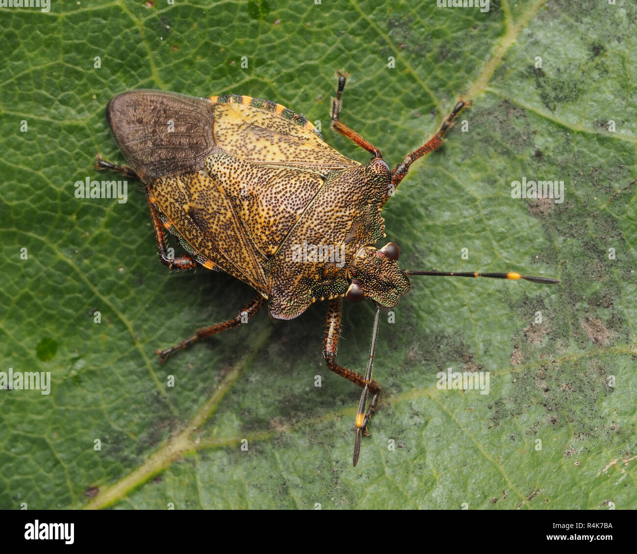 Bronze Shieldbug (Troilus luridus) sitting on oak leaf. Tipperary ...