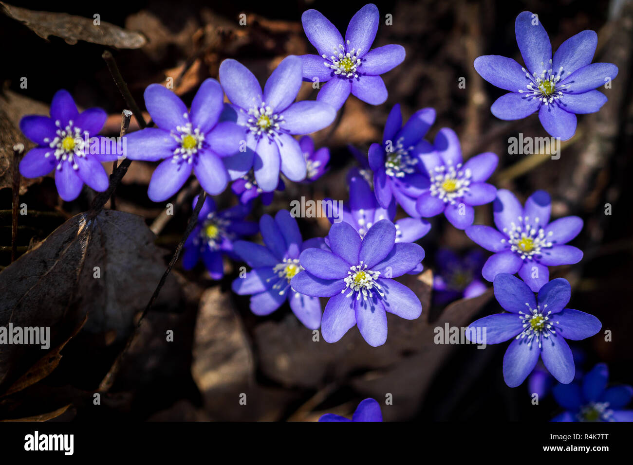 First fresh blue violets in the forest. Blue spring wildflowers ...