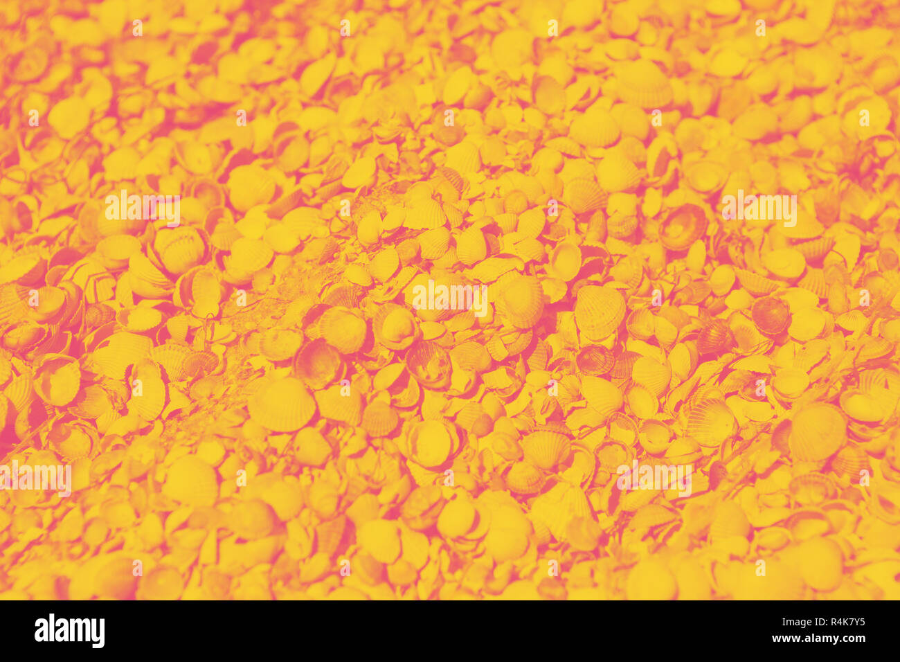 Exotic sea shells in solid orange color. Marine seashell texture in ...