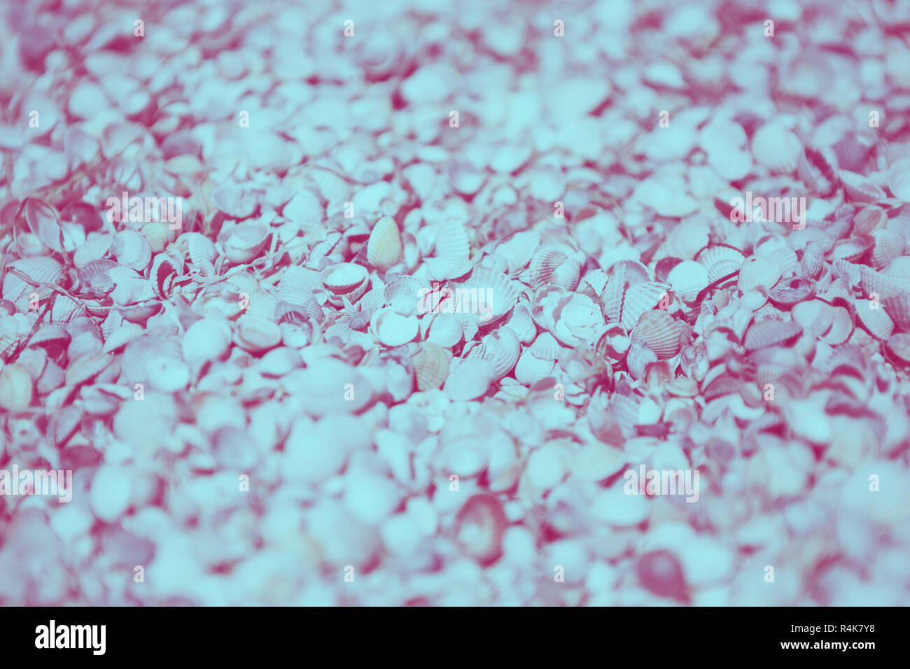 Exotic sea shells in solid blue color. Marine seashell texture in close ...