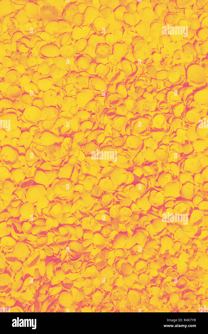 Exotic sea shells in solid orange color. Marine seashell texture in ...