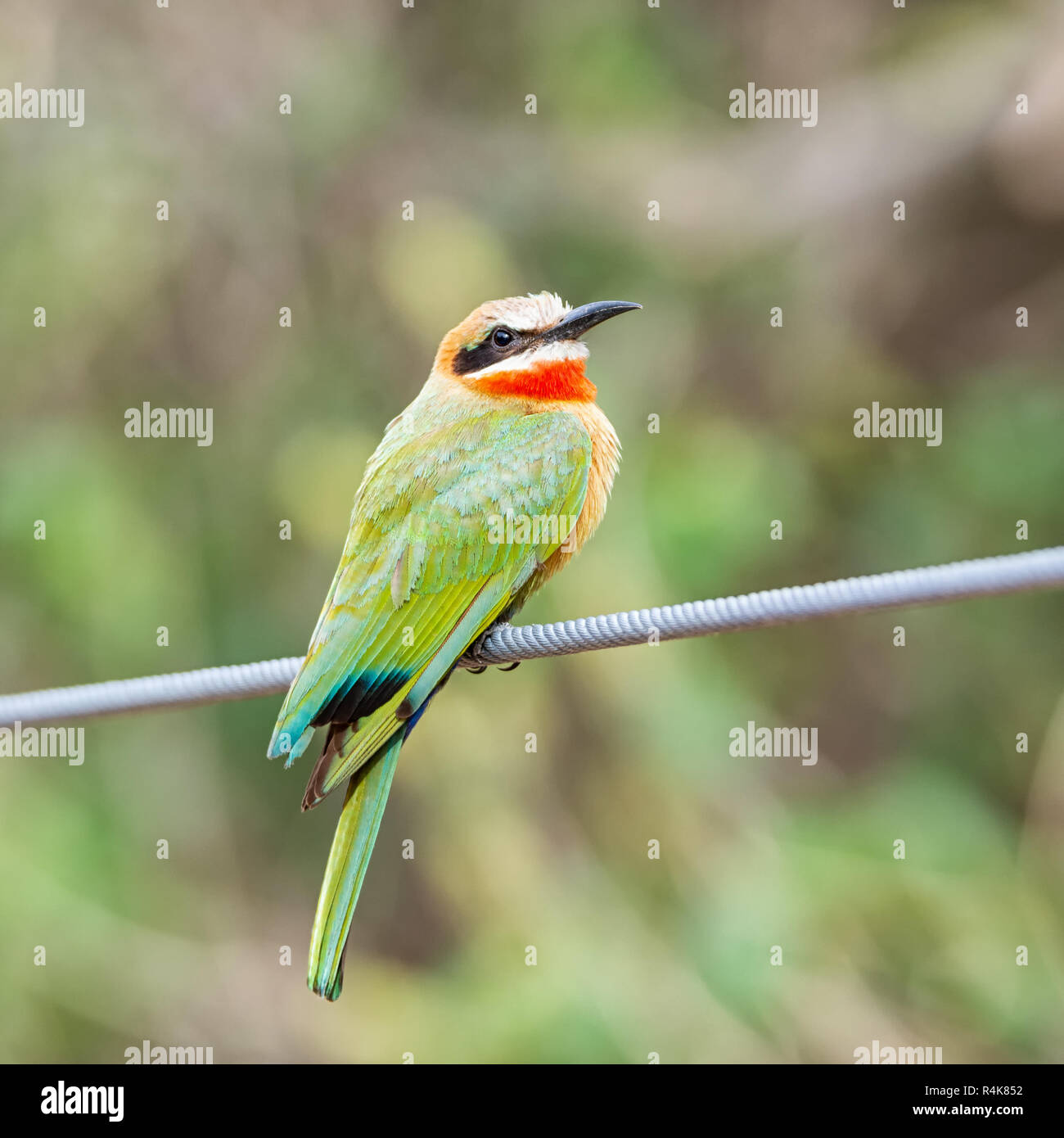 A White-fronted Bee-eater in Southern Africa Stock Photo - Alamy