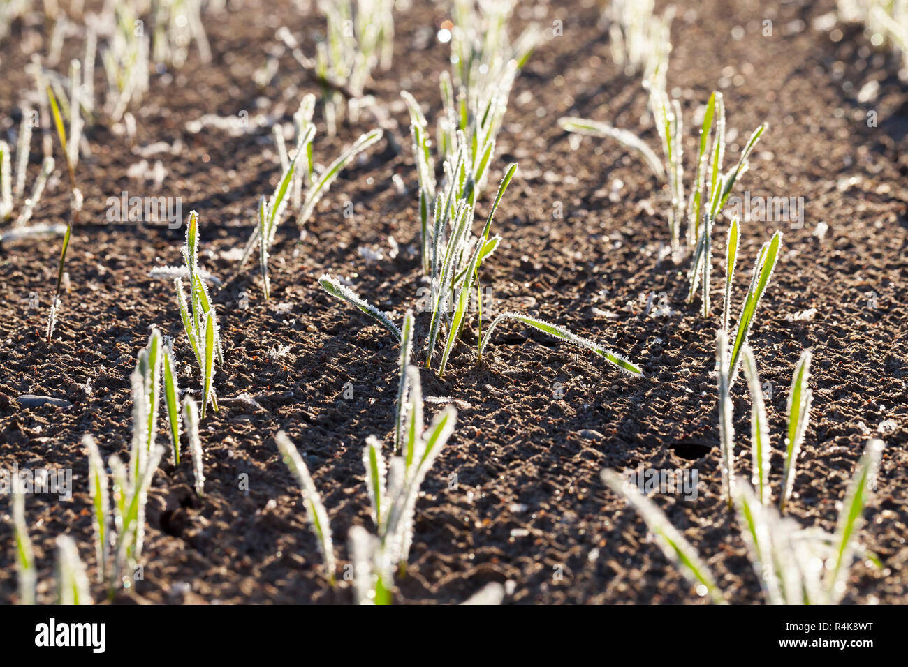 Field frost farming hi-res stock photography and images - Alamy