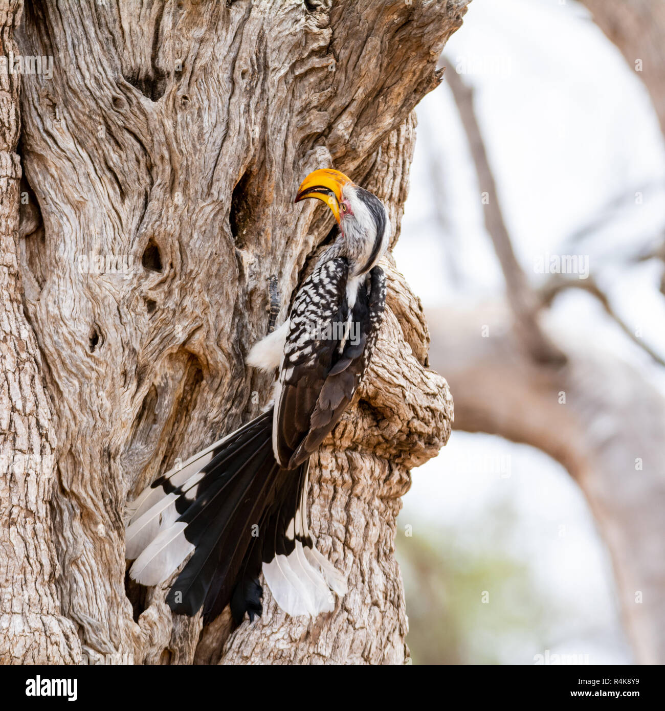 Hornbill feeding young in hi-res stock photography and images - Alamy