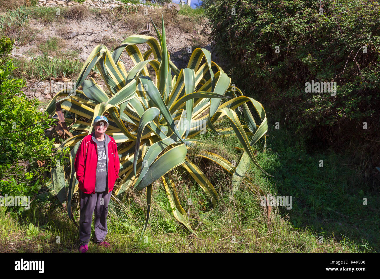 Agave americana, Agave Marginata, Variegated sentry plant Stock Photo ...