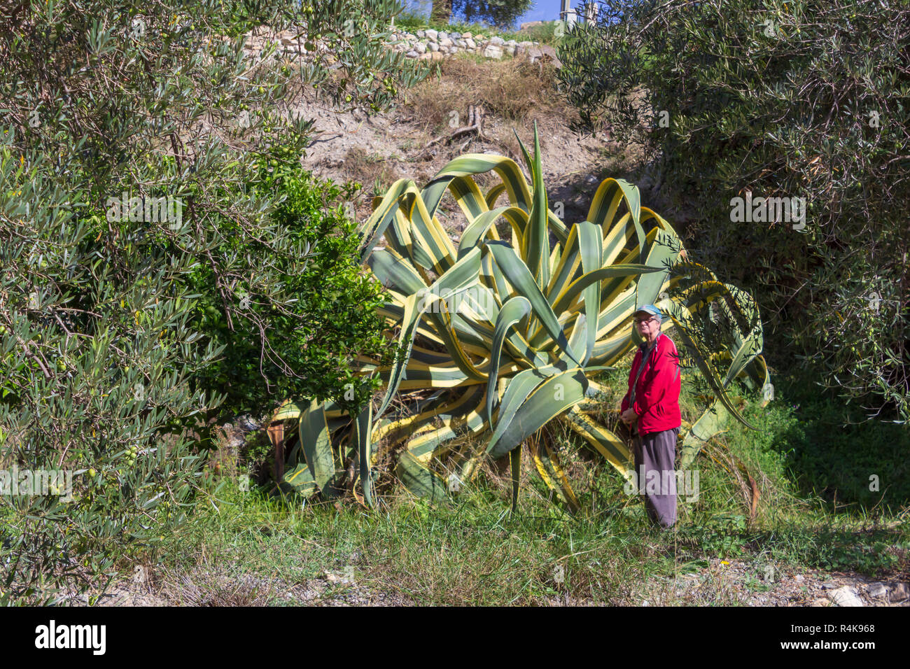 Agave americana, Agave Marginata, Variegated sentry plant Stock Photo ...