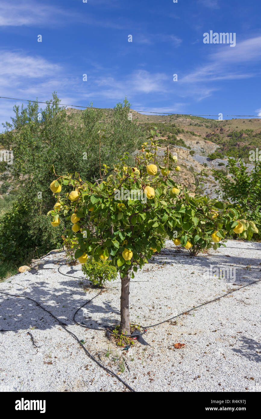 Cydonia oblonga, Quince Tree and Fruit Stock Photo - Alamy