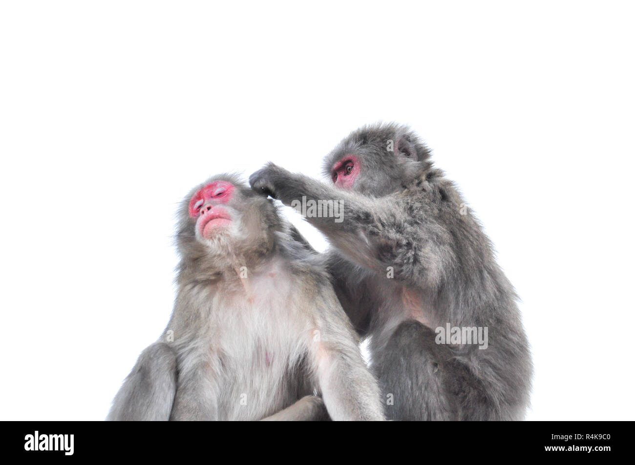 Japanese macaque tending each other, isolated on white background Stock ...