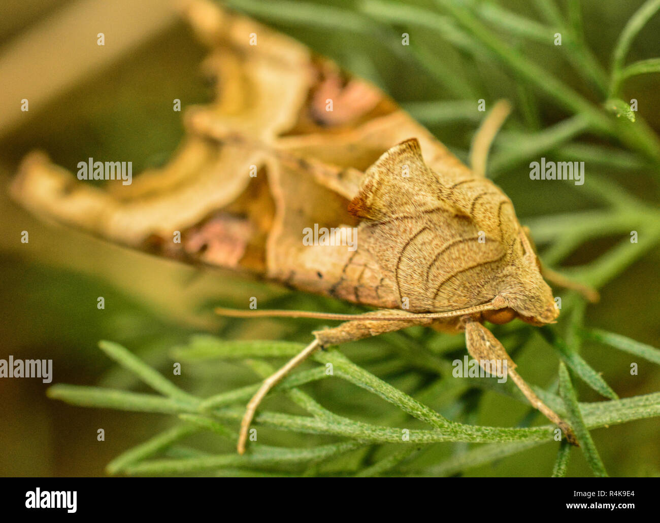 Angle Shades Moth - Phlogophora meticulosa Stock Photo - Alamy