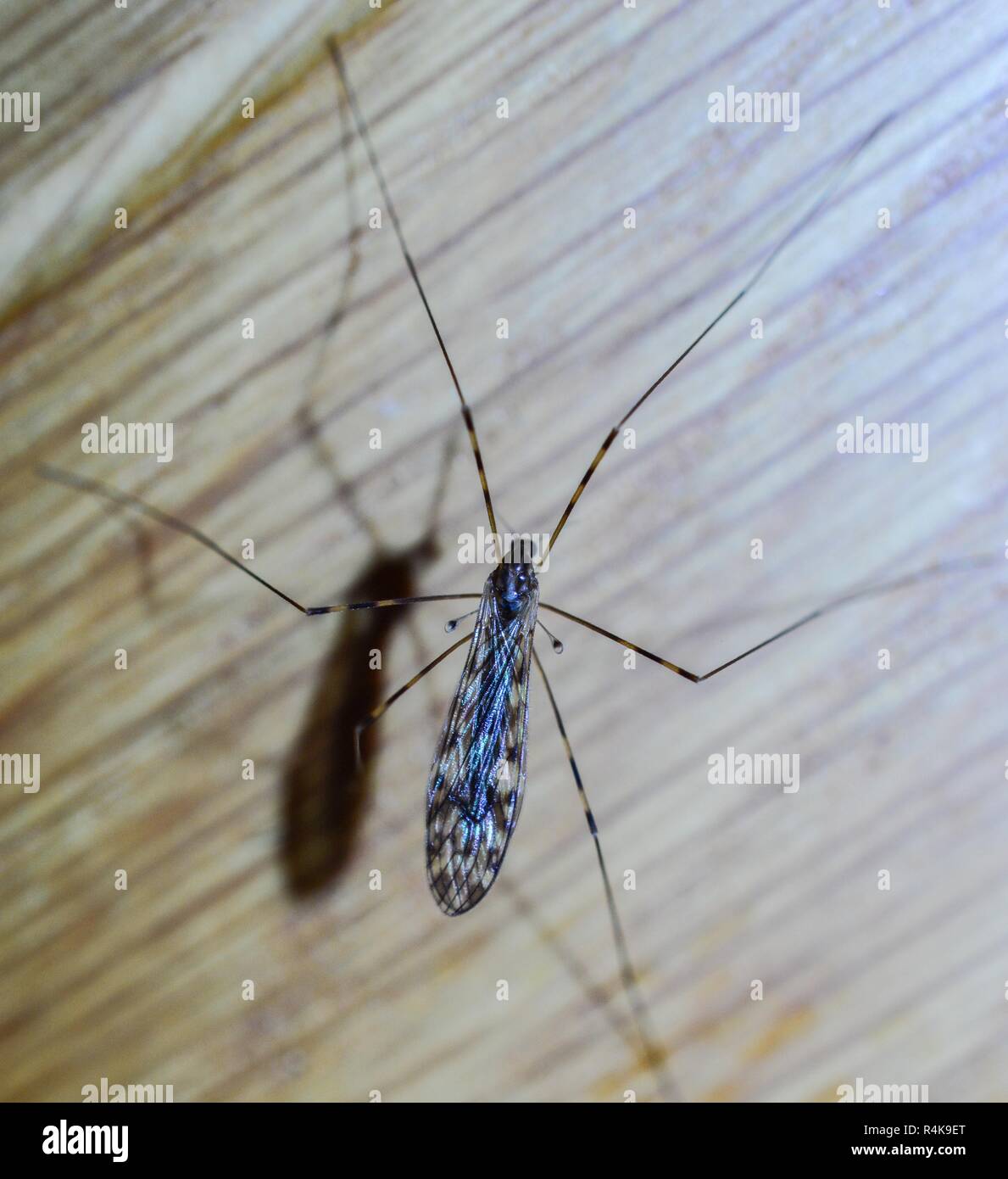Crane fly diptera hi-res stock photography and images - Alamy