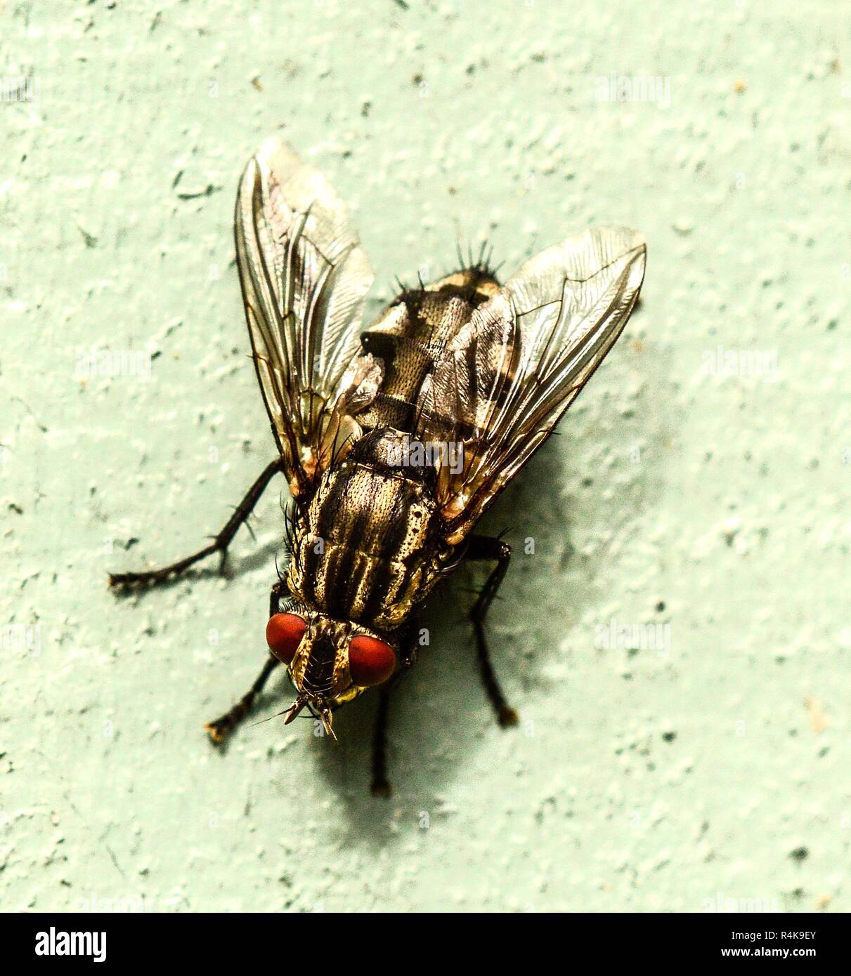 Flesh Fly - Diptera - Sarophaga carnaria Stock Photo - Alamy