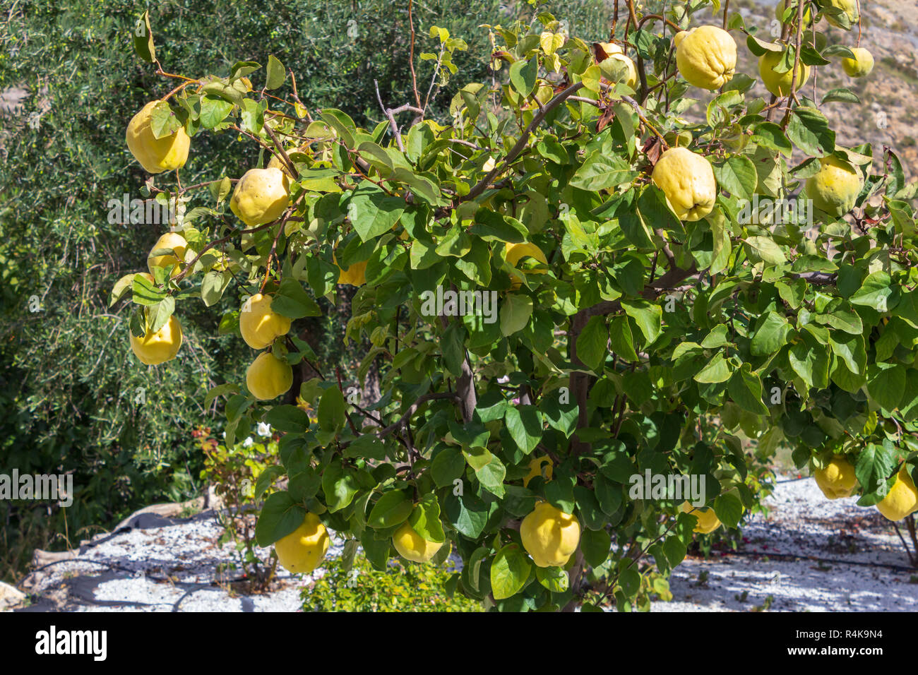 Quincefruit hi-res stock photography and images - Alamy