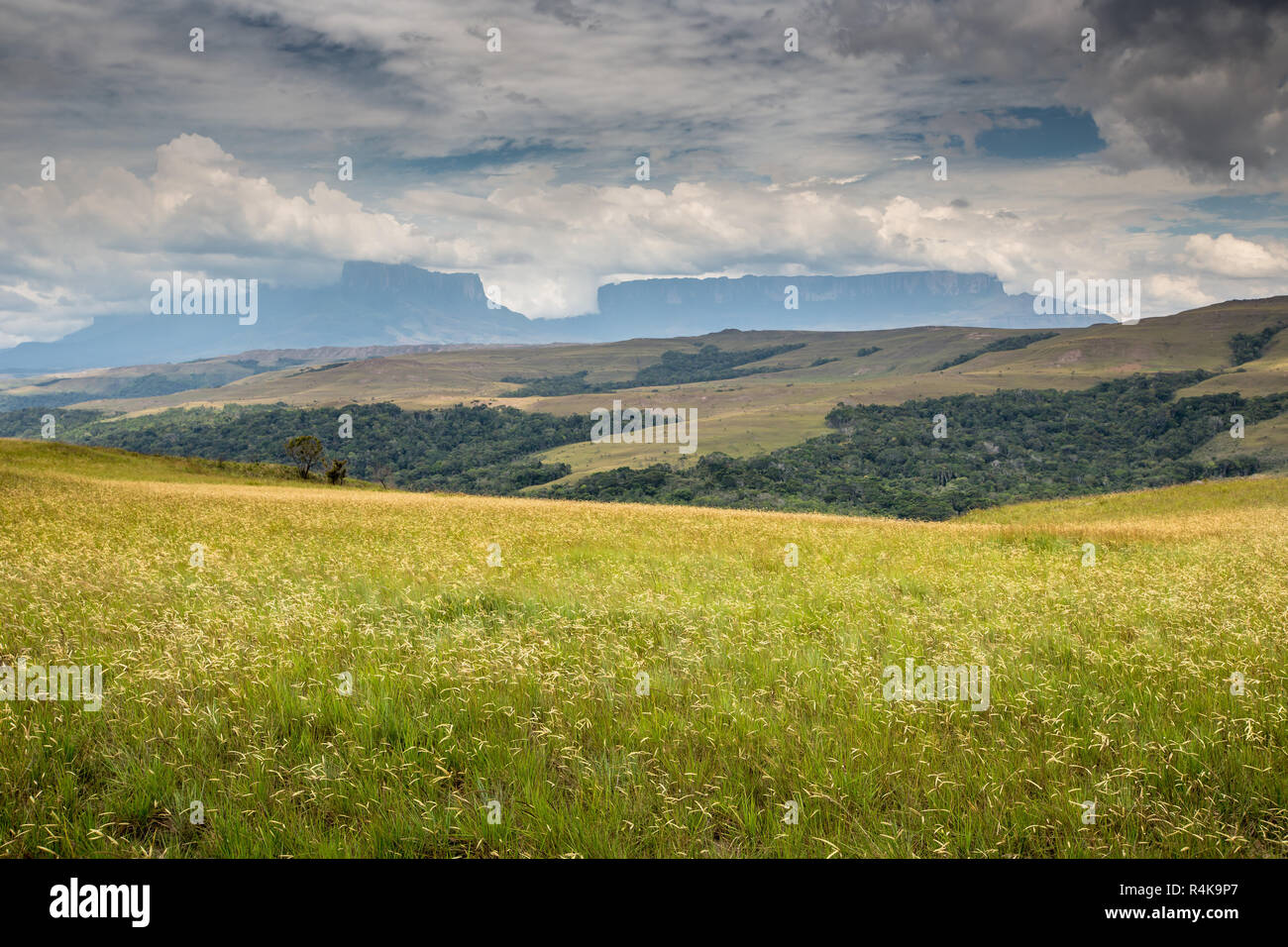 Roraima tropical forest venezuela hi-res stock photography and images ...