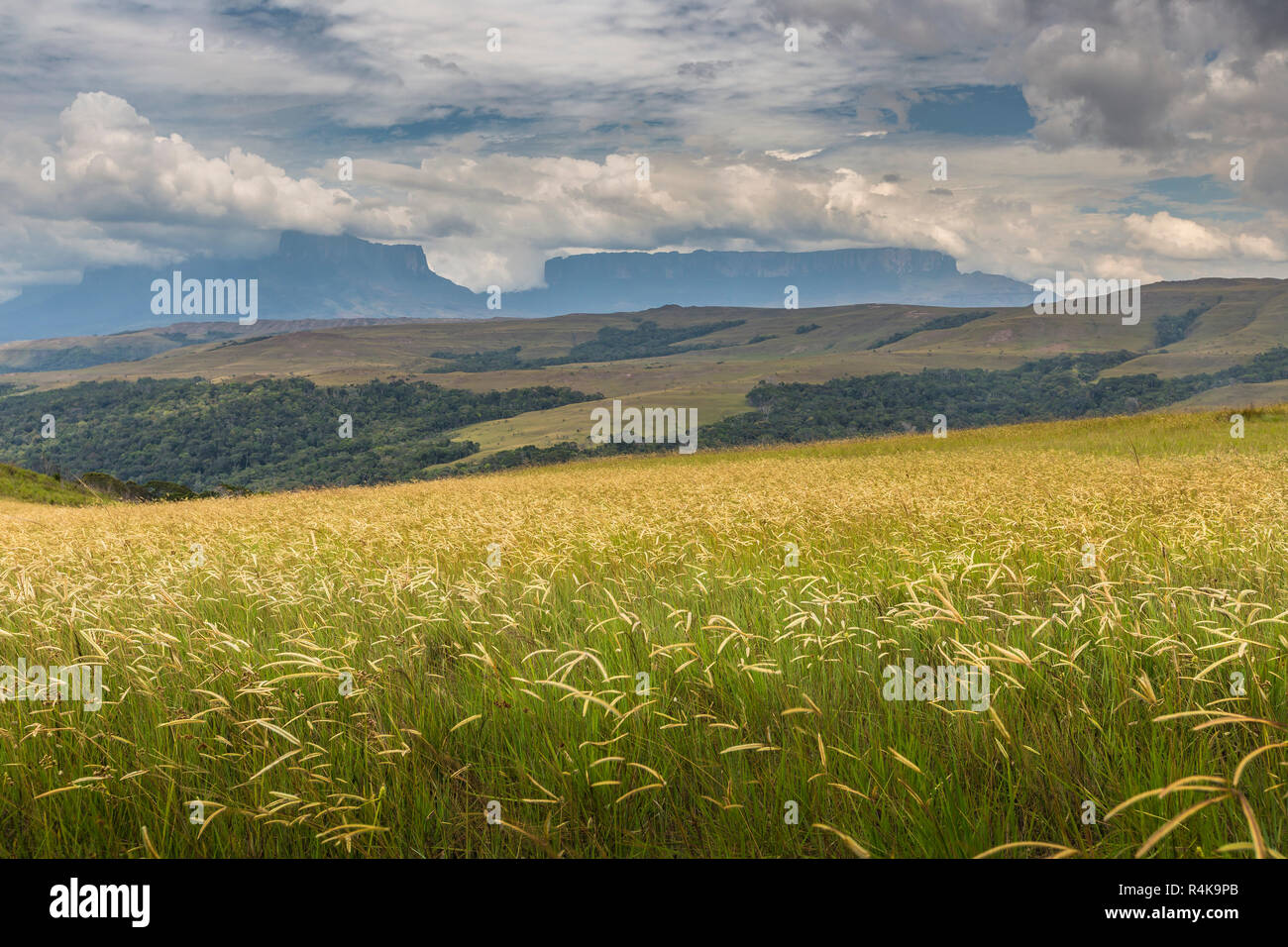 Beautiful landscape characteristic for the Gran Sabana - Venezuela ...