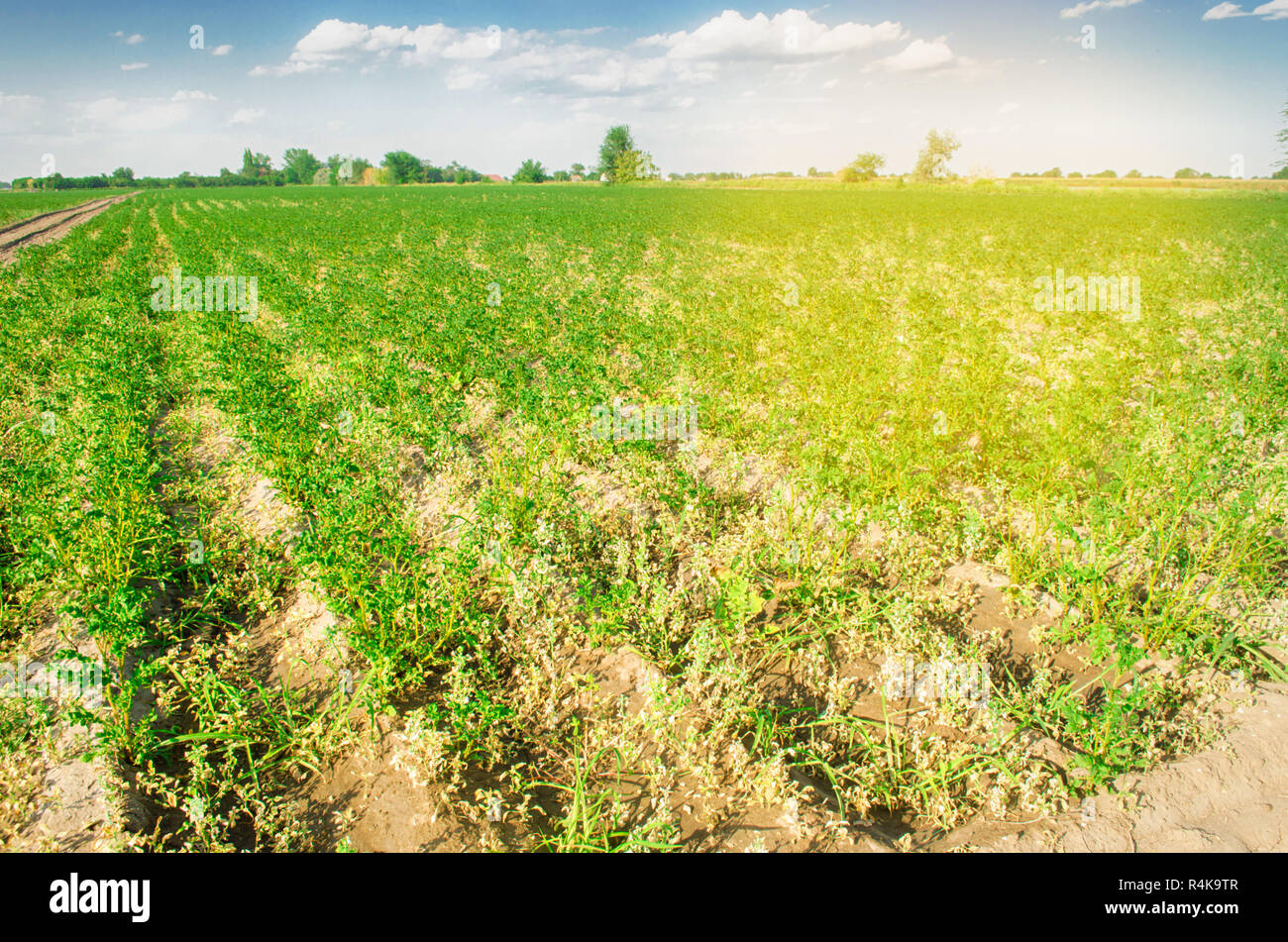 potato plantations grow in the field. vegetable rows. Landscape with agricultural land. farming ...