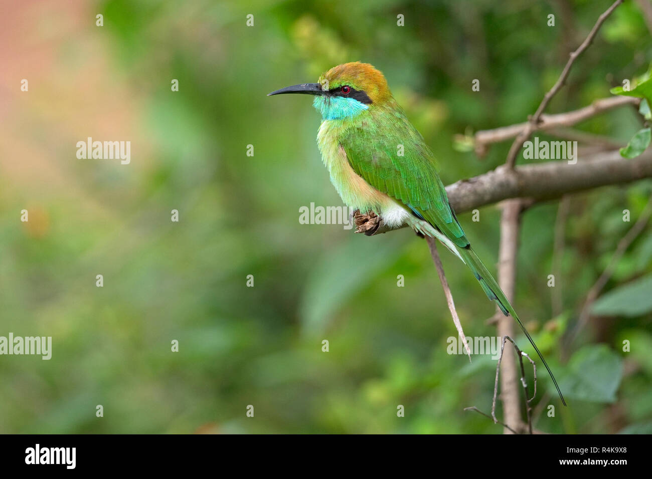 Green Bee-eater (Merops orientalis Stock Photo - Alamy
