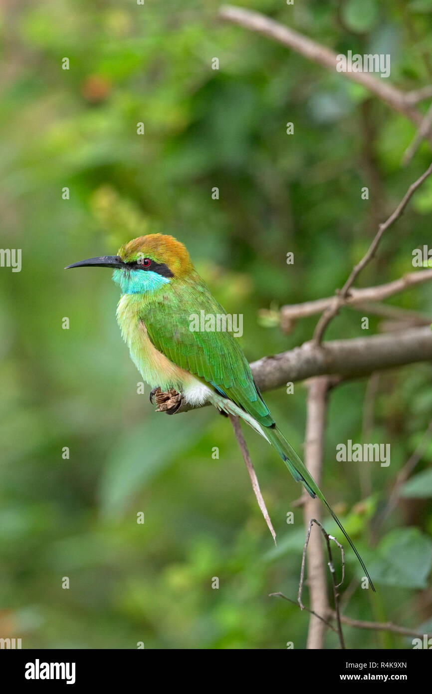 Indian green bee eater hi-res stock photography and images - Alamy